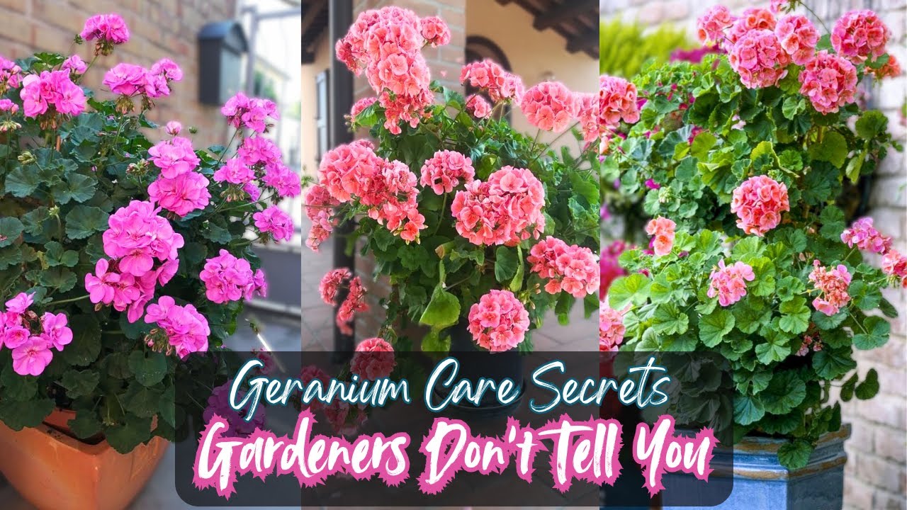 Beginner friendly geranium care guide for thriving plants