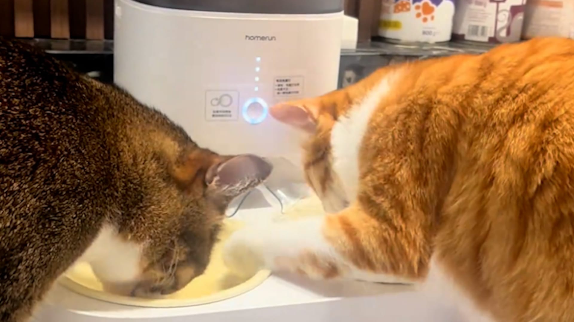 Sneaky ginger cat steals food from feline friend