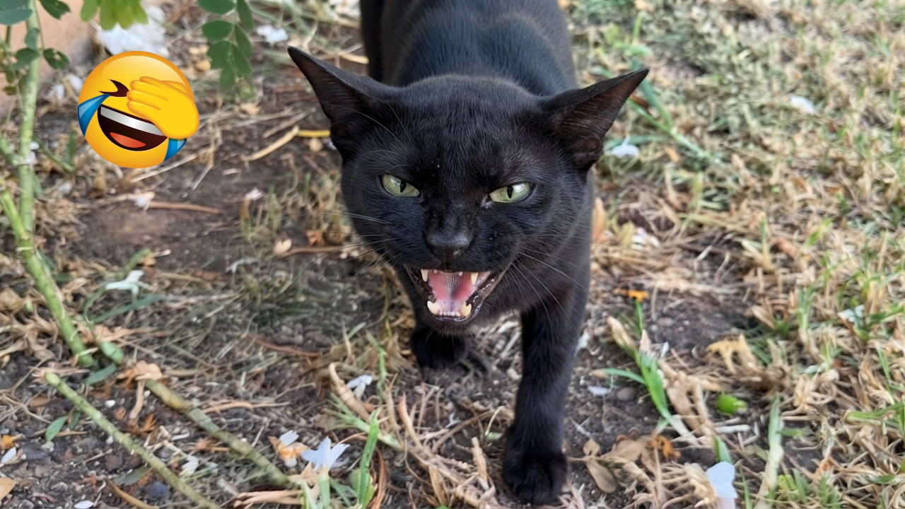 Angry cats show their funniest reactions to humans