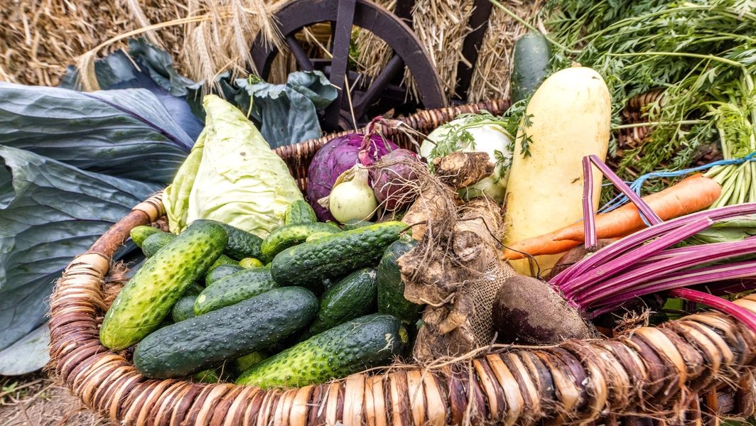 August gardening tasks for a productive season