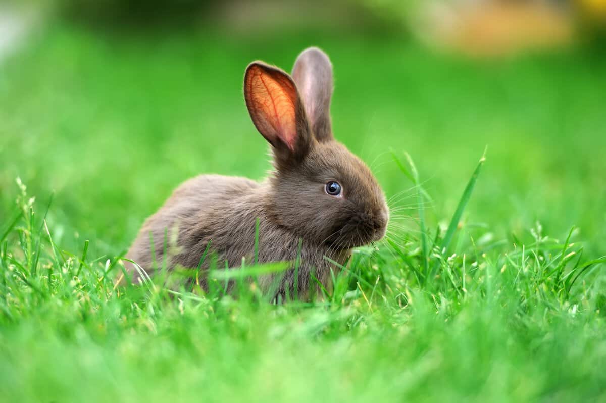 8 ancient beliefs about rabbits and good fortune