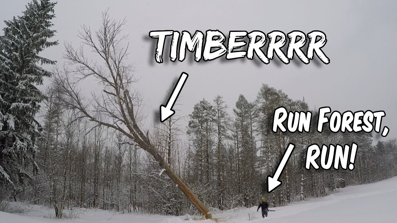 Cutting down a huge tree safely