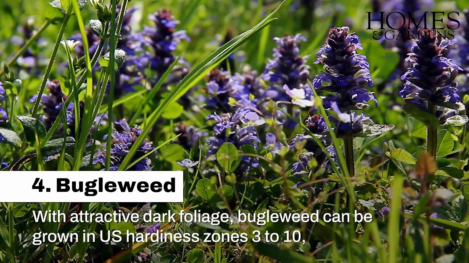 Shade loving perennials