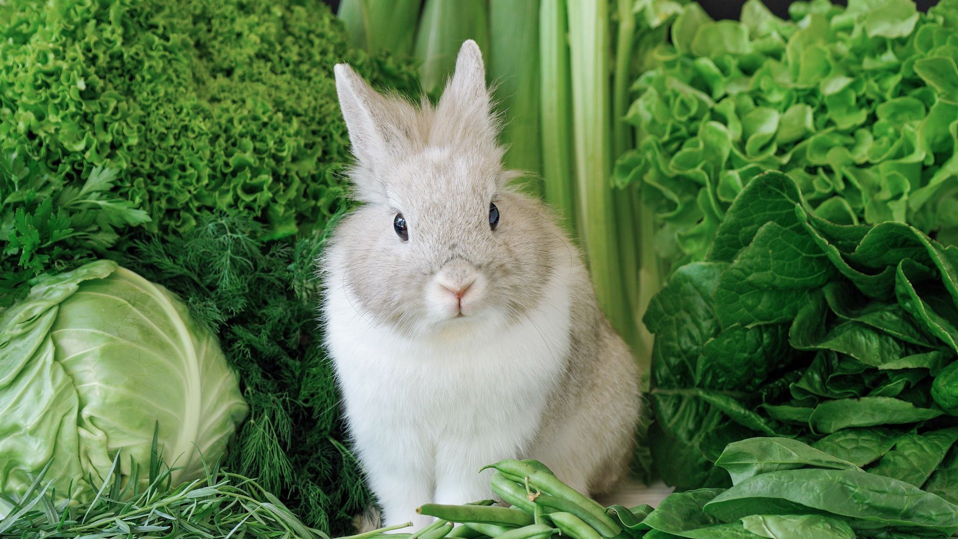 Surprising things rabbits can eat