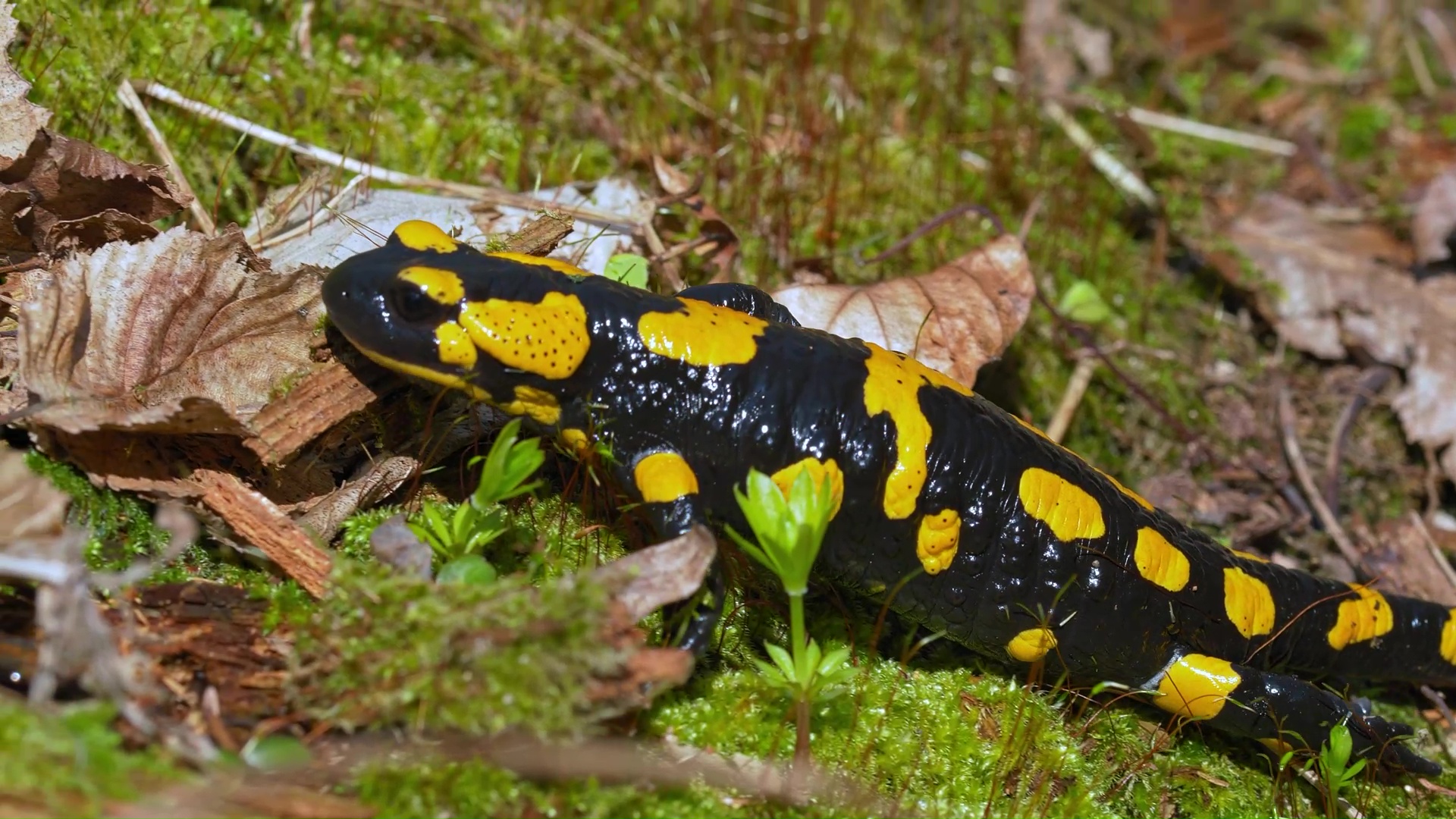 Bright yellow markings cover this fire salamander