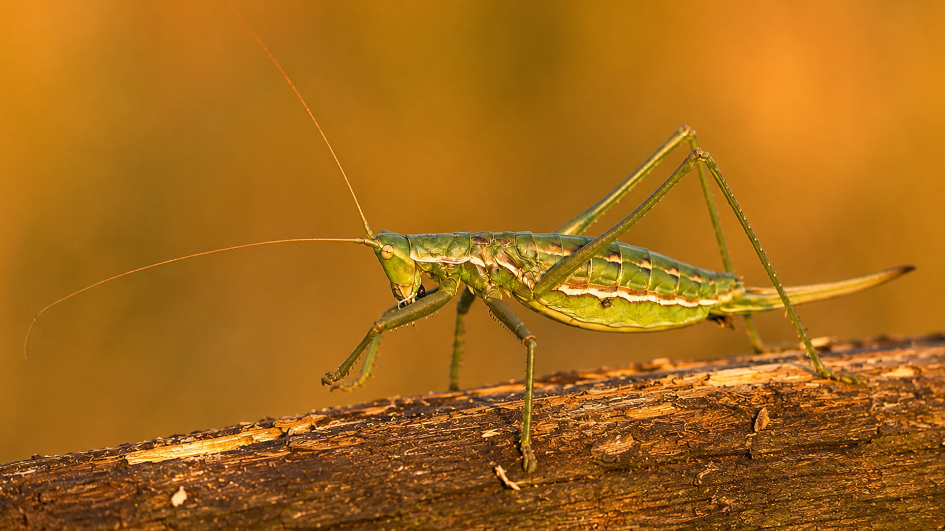 Great green bush cricket rests on bark on hidden camera
