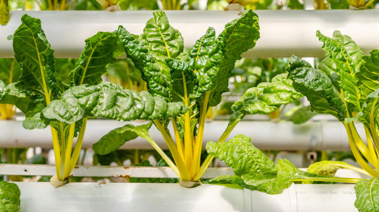 Ditch the produce section: 15 fruits and veggies to grow in hydroponic ...