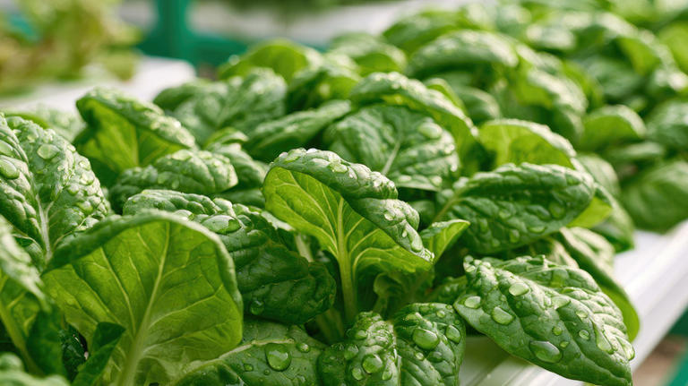 Ditch the produce section: 15 fruits and veggies to grow in hydroponic ...