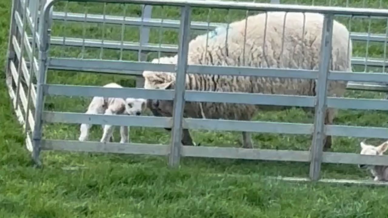 Heartwarming moment: Sheep chooses favorite lamb in farmyard tension
