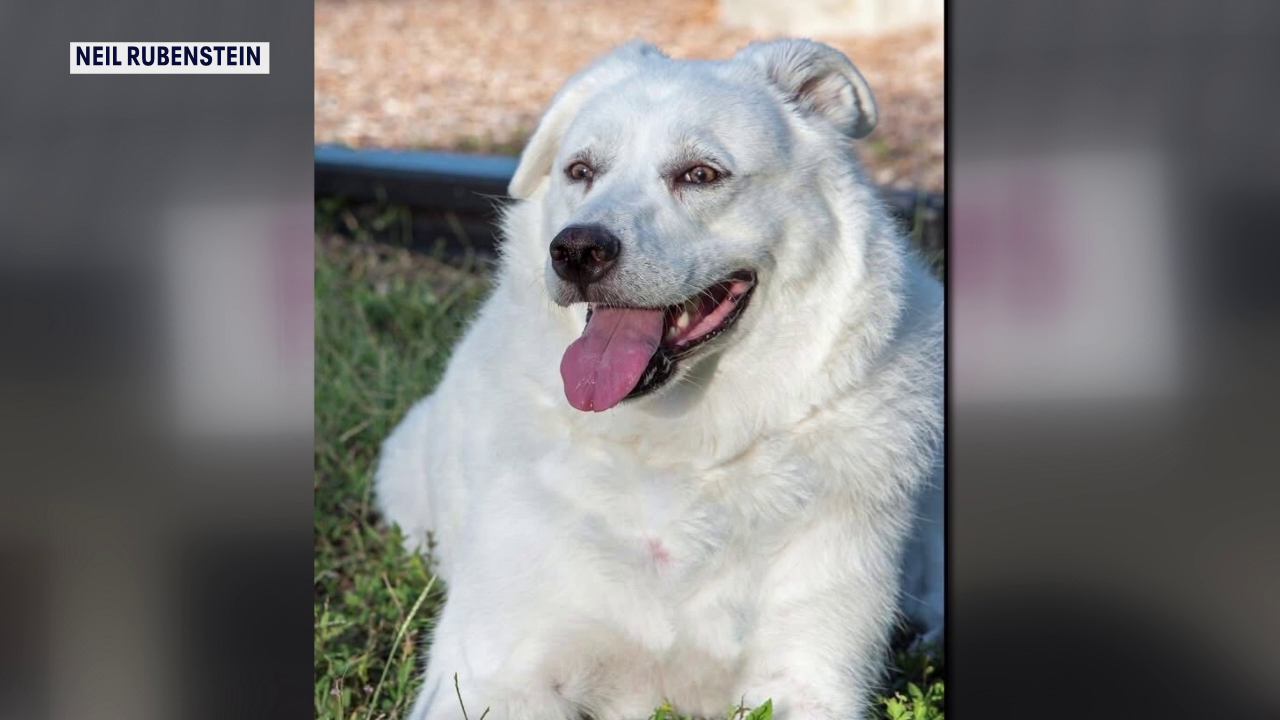 Animal advocates push for stricter pet grooming rules after dog dies ...