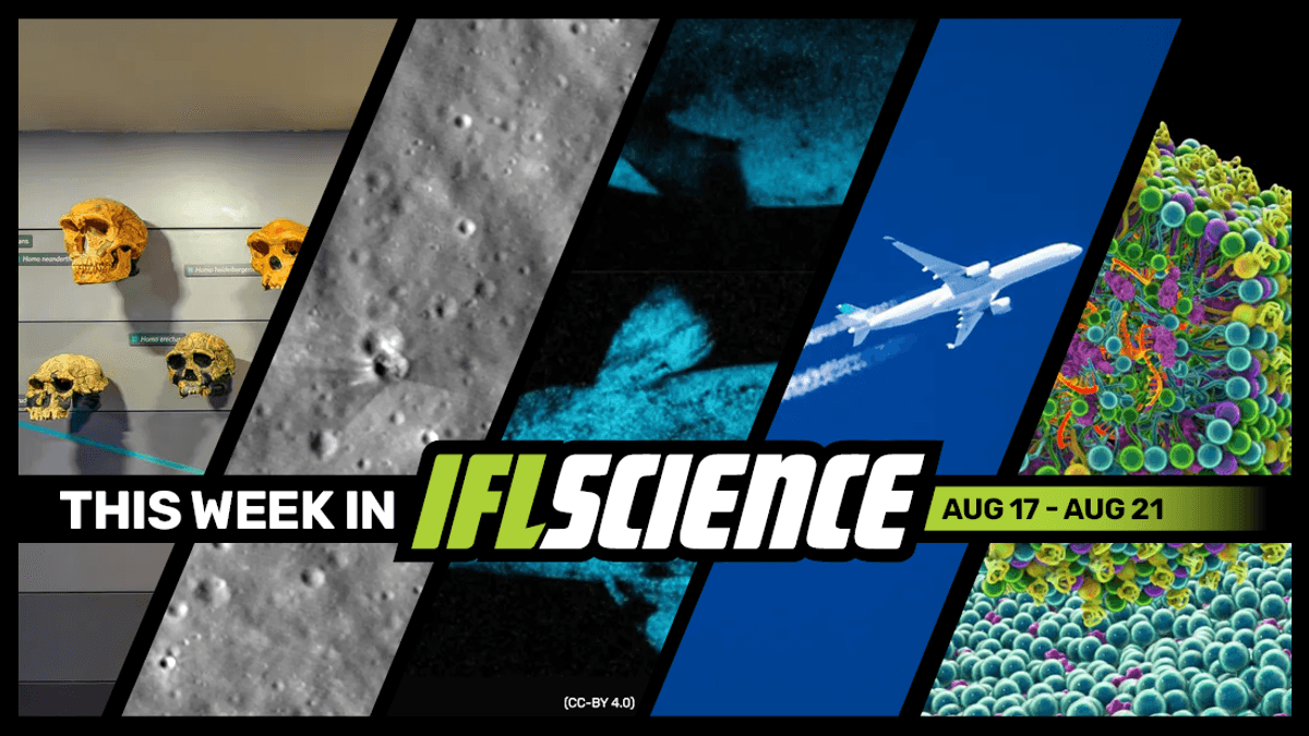 Hominin taxonomy is a hot mess, see the before and after of SpaceX's ...
