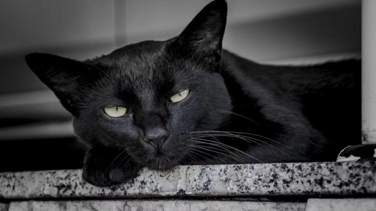 Why black cats became symbols of bad luck