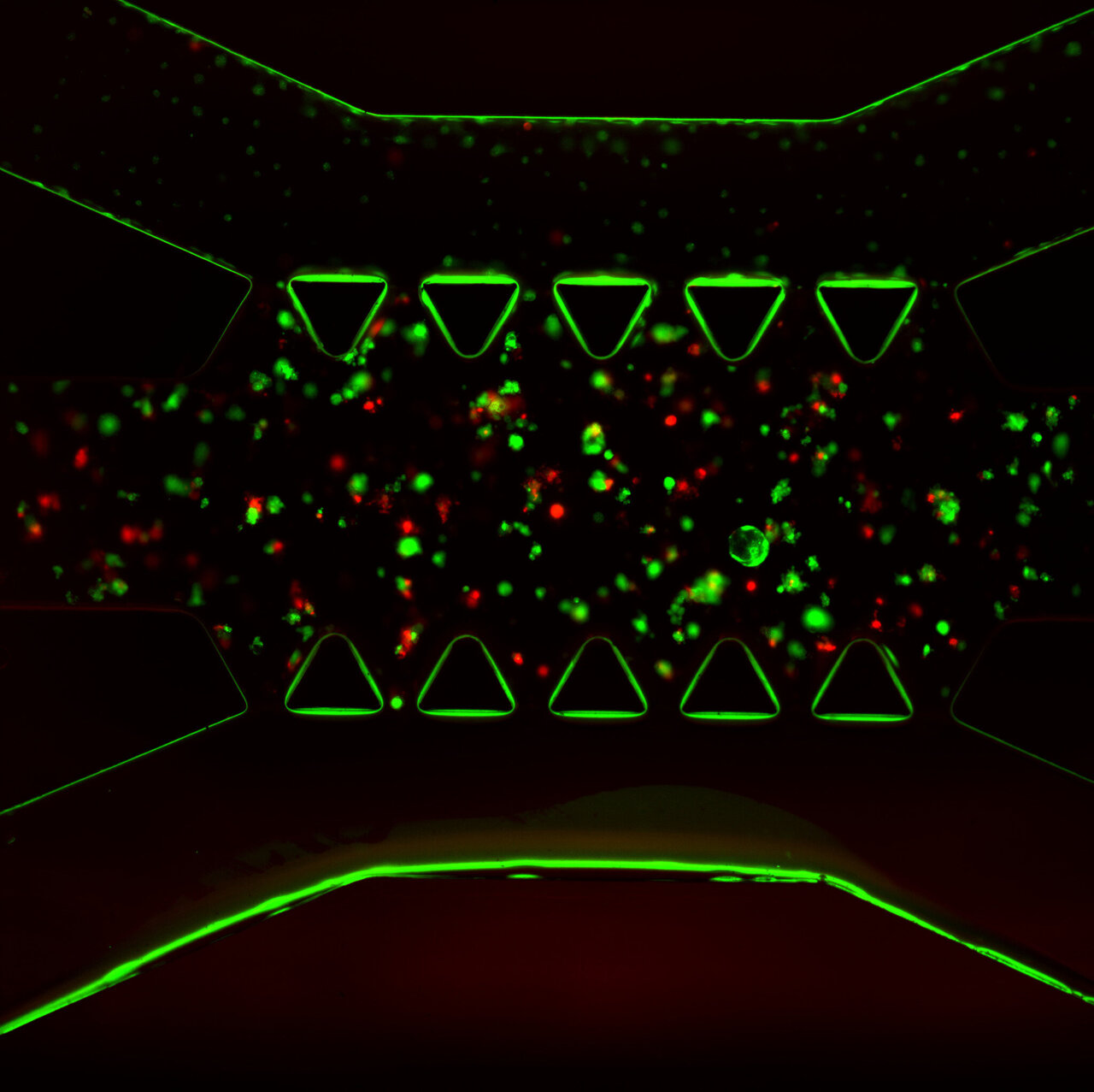 Dual therapy activates immune defenses while damaging lung cancer DNA