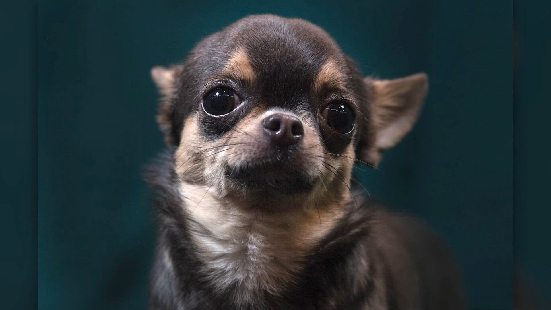National Dog Day celebrates America's favorite four-legged companions