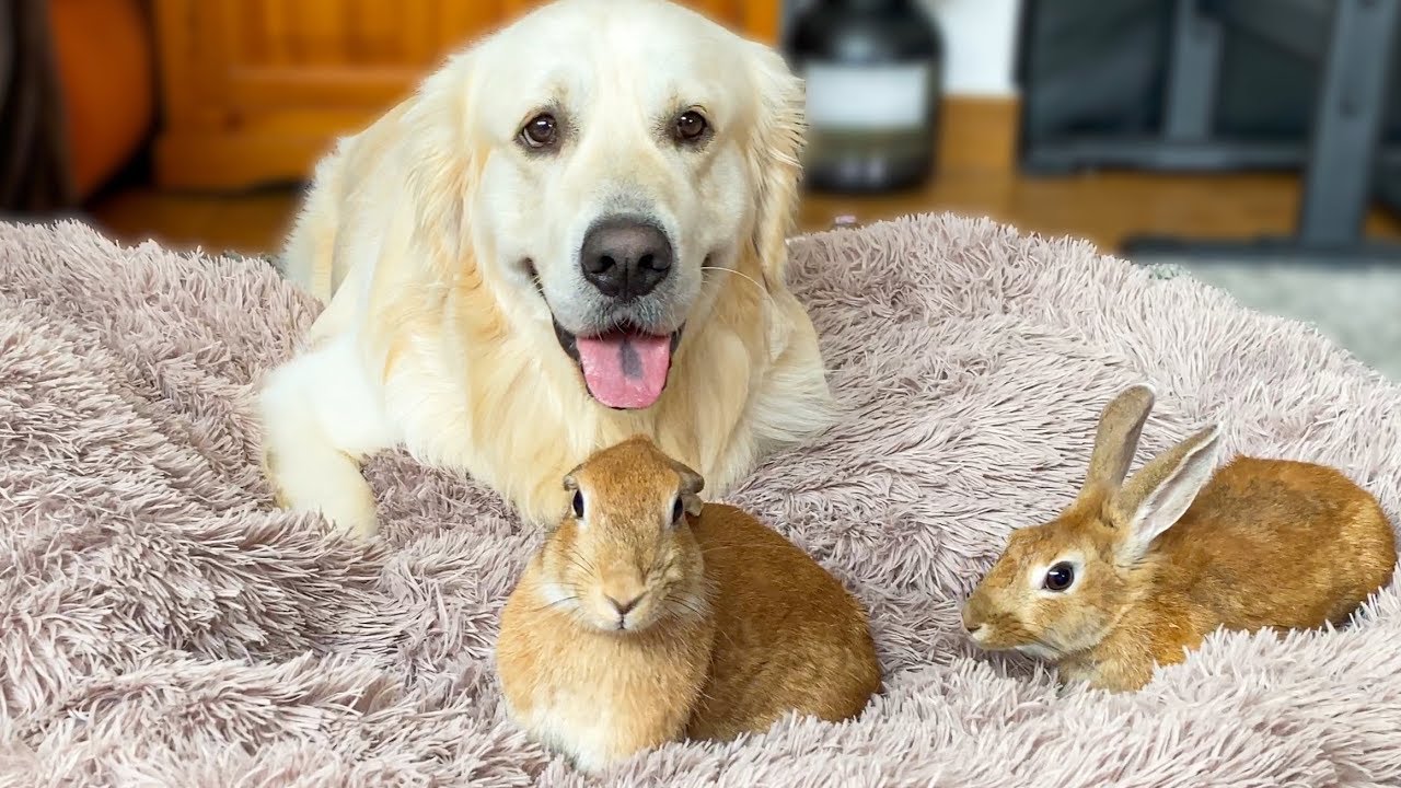 Rabbits take over golden retriever’s bed