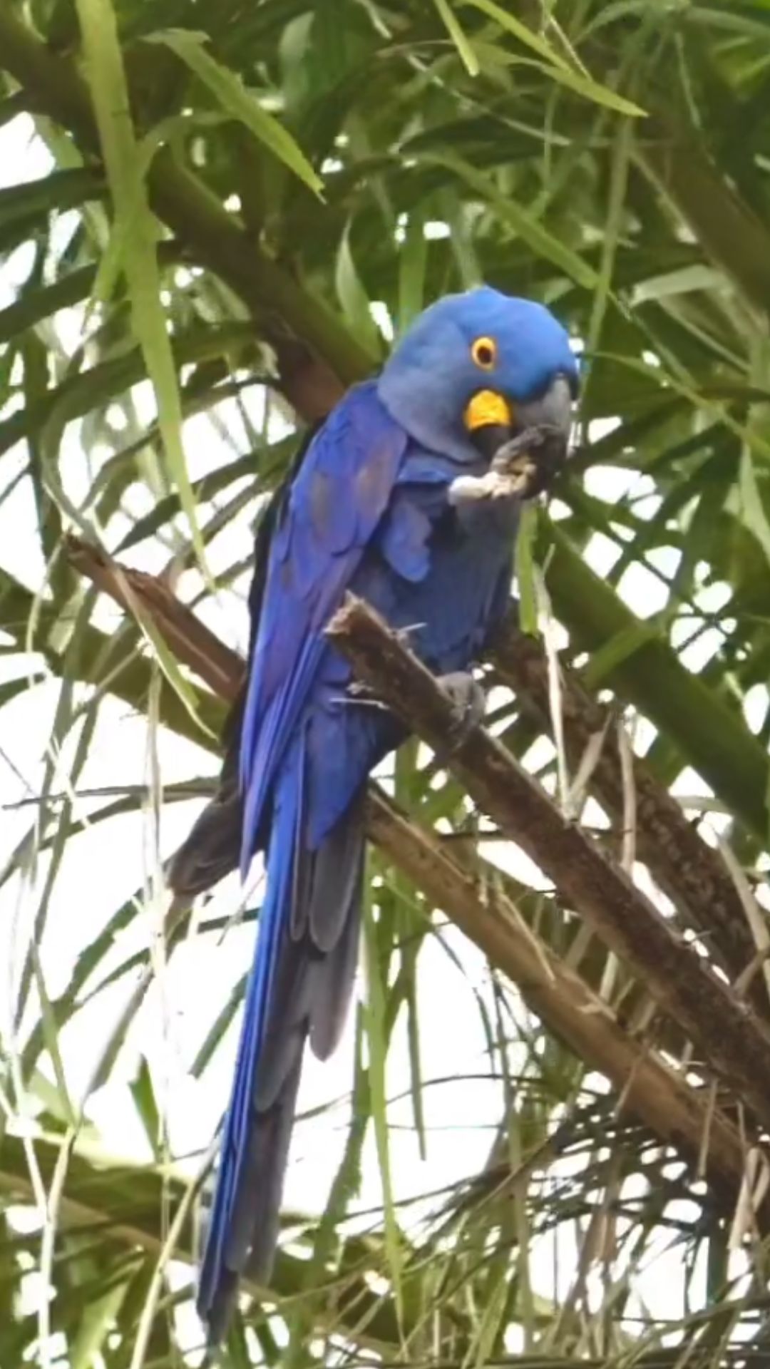 The giant blue parrot threatened by habitat loss