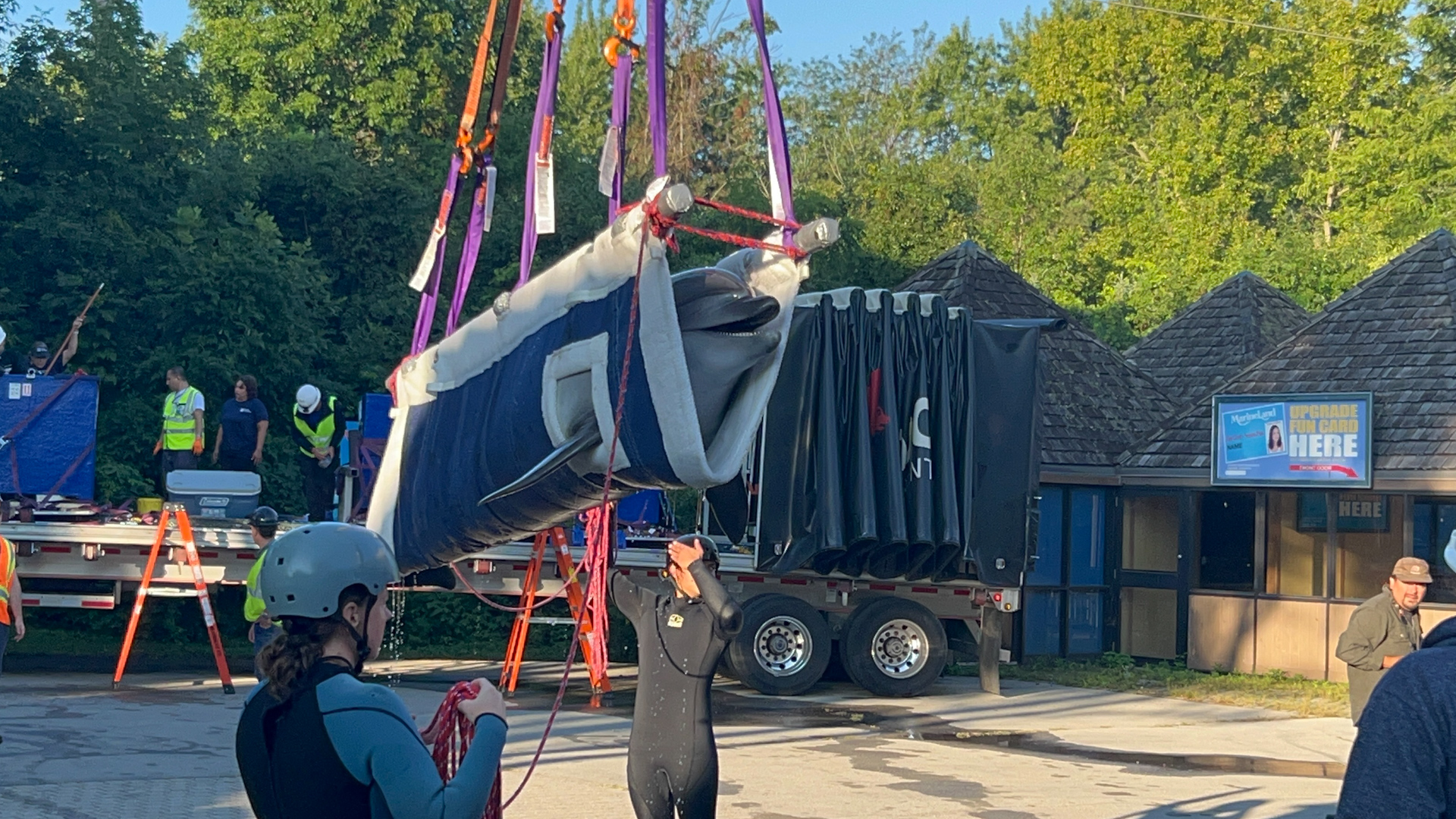 Canada's last captive dolphins leave Marineland