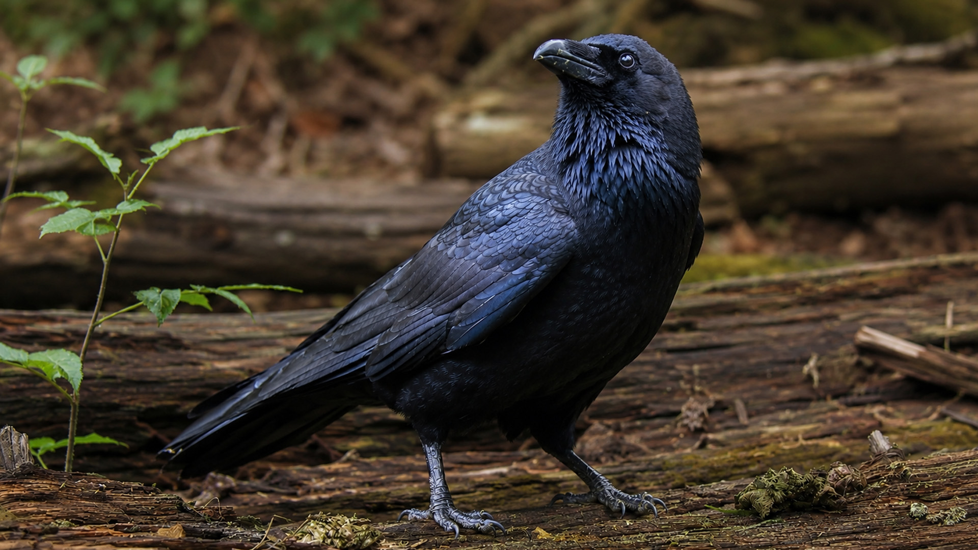 Common raven searches for food on hidden camera