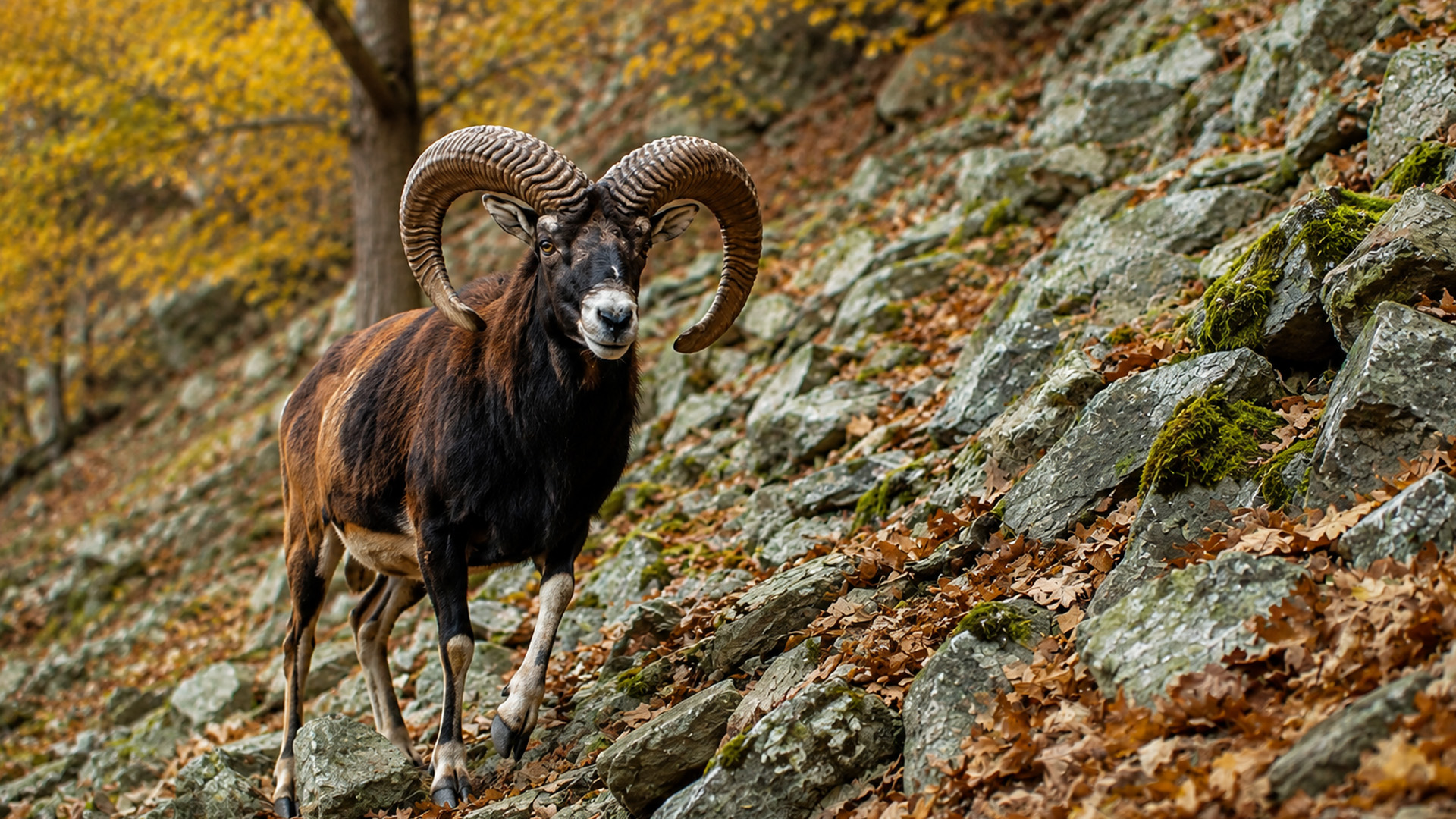Hidden camera captures a mouflon ram climbing a rocky forest slope