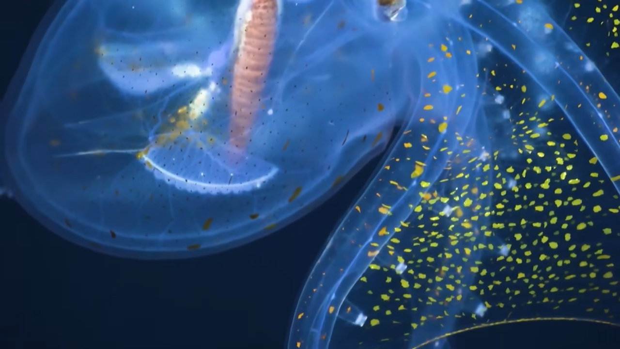 Scientists found a vampire that lives 4,000 feet below the ocean