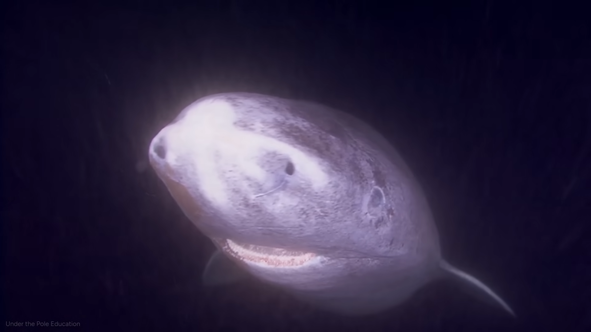 This shark may have been alive before the Great Fire of London ...