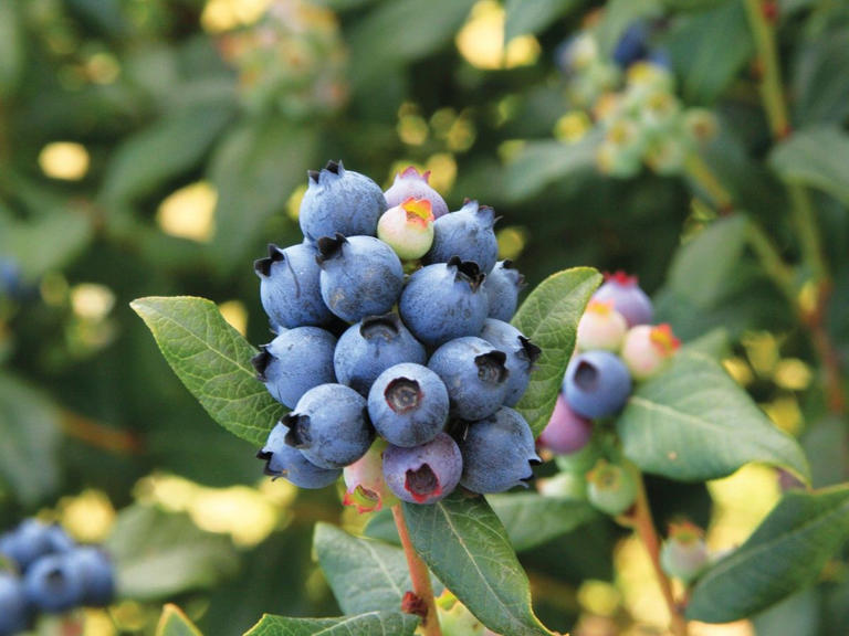 Remedy for fading leaves on blueberry plants
