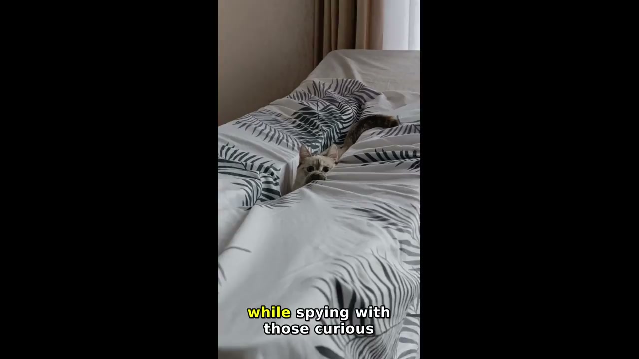 Sneaky cat hides on laundry pile!