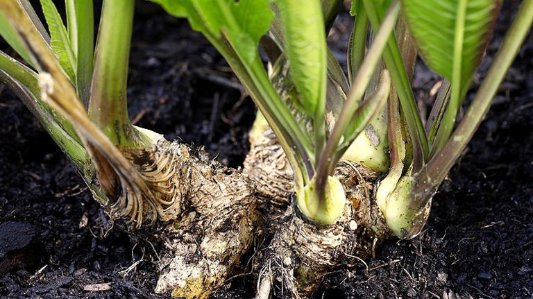 10 vegetables you should avoid planting in raised garden beds