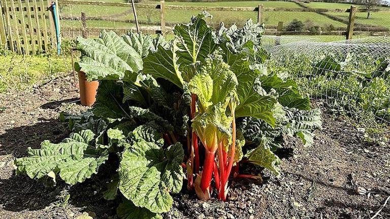 10 vegetables you should avoid planting in raised garden beds