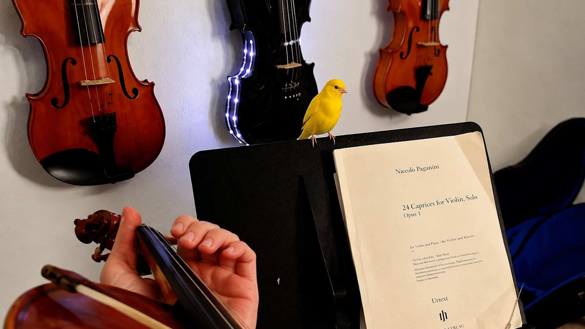 Playing Blackbird and Mockingbird live for a pet bird