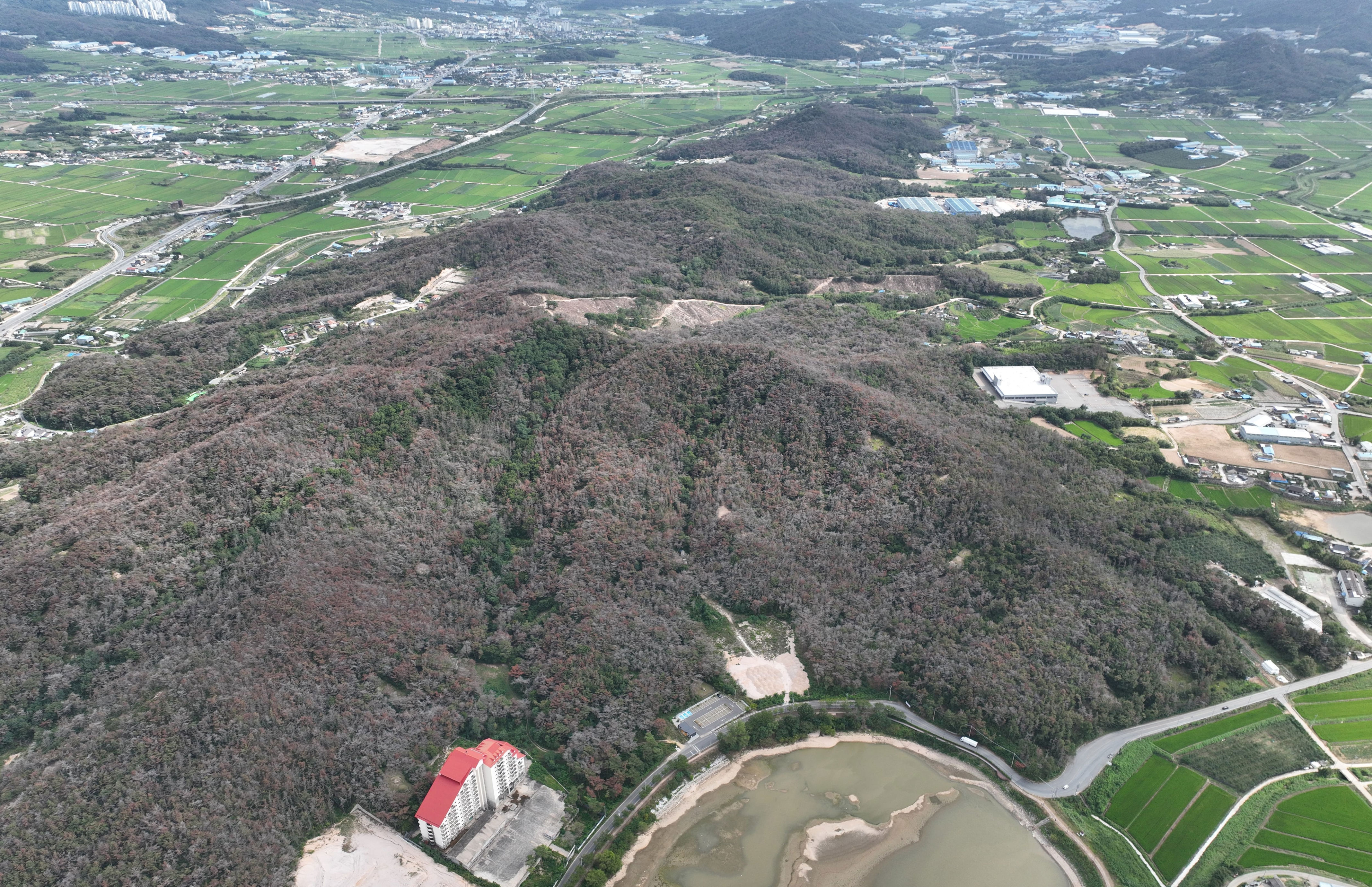 Pine wilt spread outpaces reactive government measures