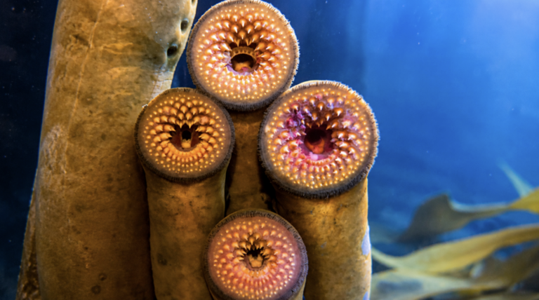 You just fell into a pool of blood-sucking lampreys, and here’s what ...