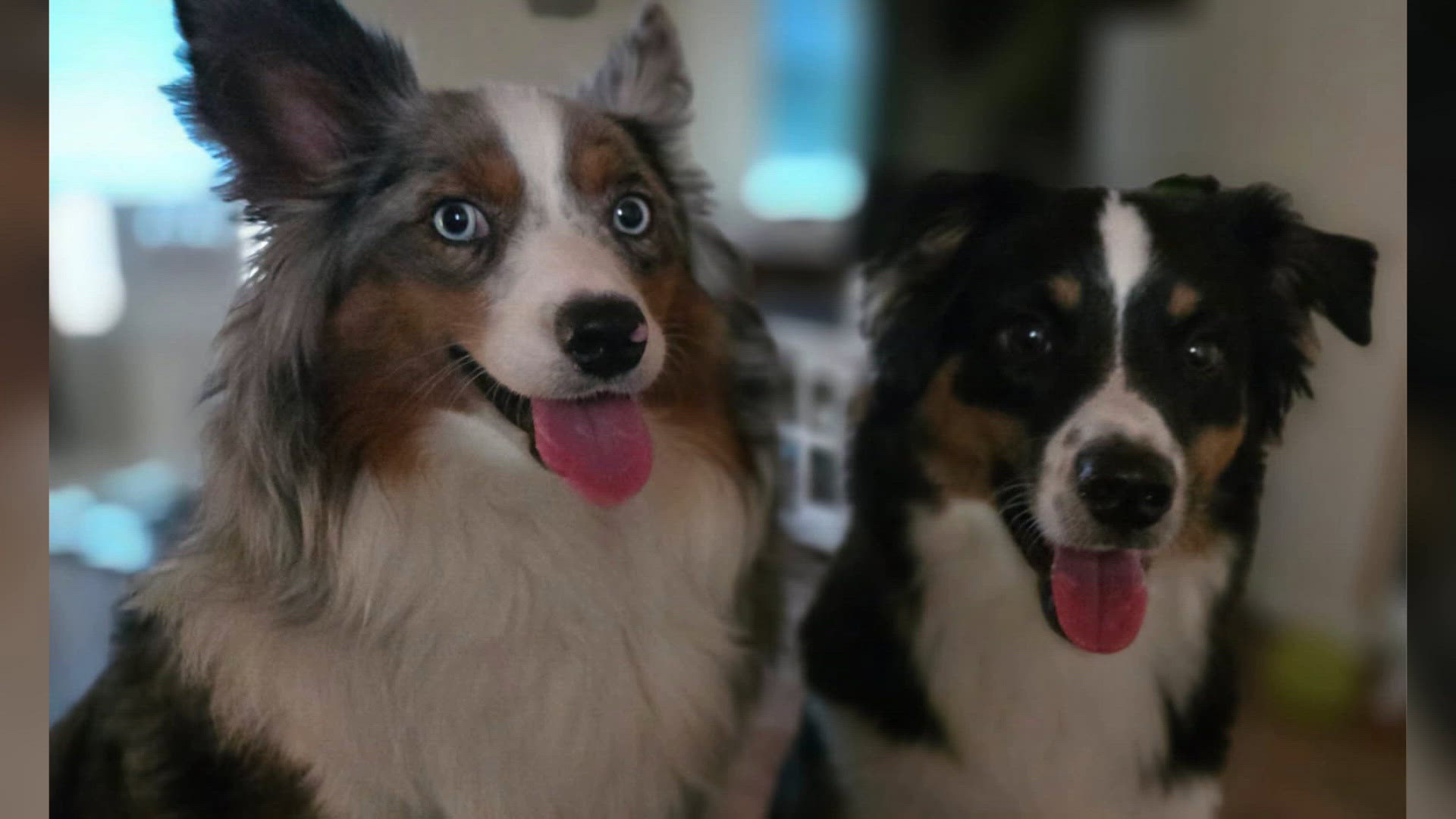 Happy National Dog Day from 6 News
