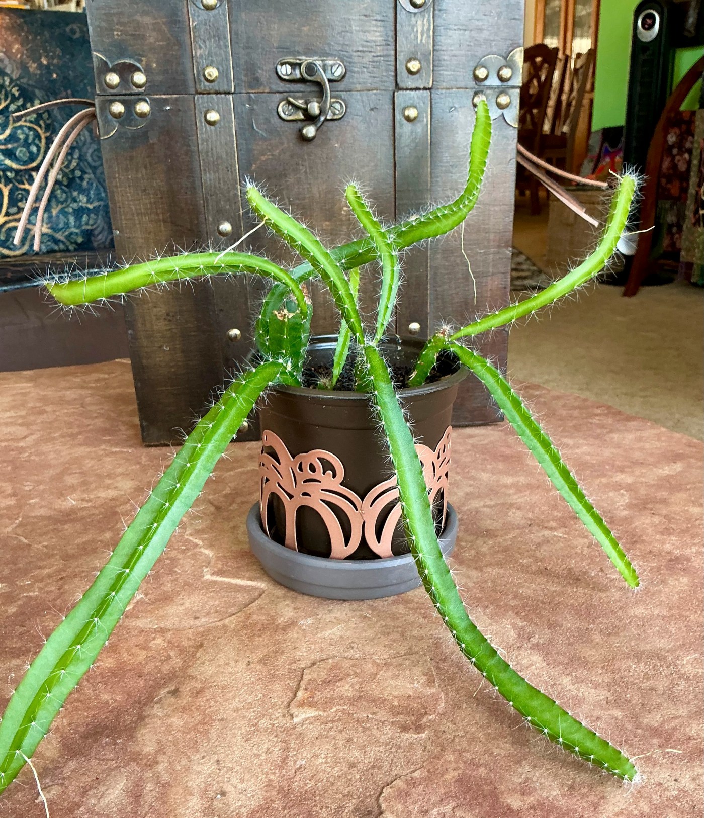 Unleash the dragon fruit | Red Bluff Garden Club
