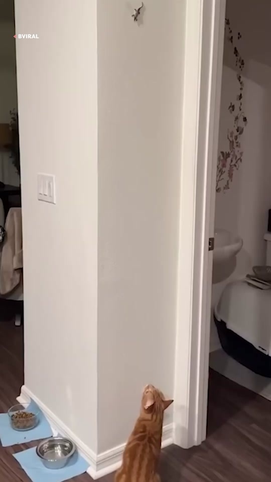 Cat opens his mouth to meow - and sounds like a tiny cartoon character