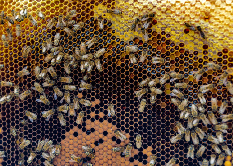A bee returns to the hive and performs a dance that tells the others ...