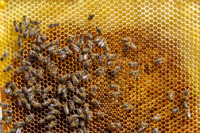 A bee returns to the hive and performs a dance that tells the others ...