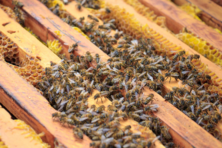 A bee returns to the hive and performs a dance that tells the others ...