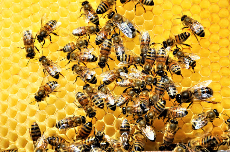 A bee returns to the hive and performs a dance that tells the others ...