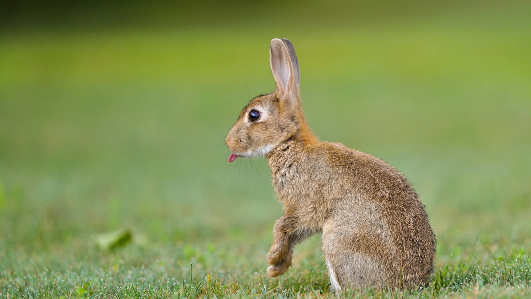 Building trust with your pet rabbit