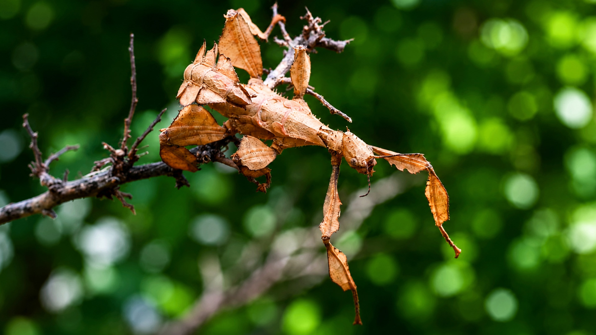Dit insect vinden in het bos is niet makkelijk
