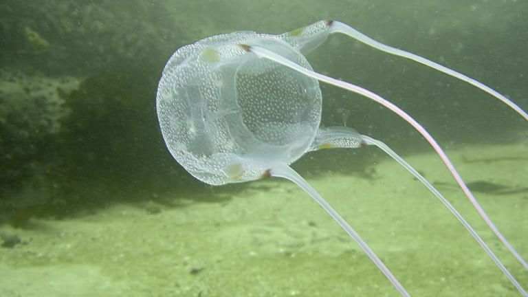 The box jellyfish carries enough venom to stop a human heart in minutes ...