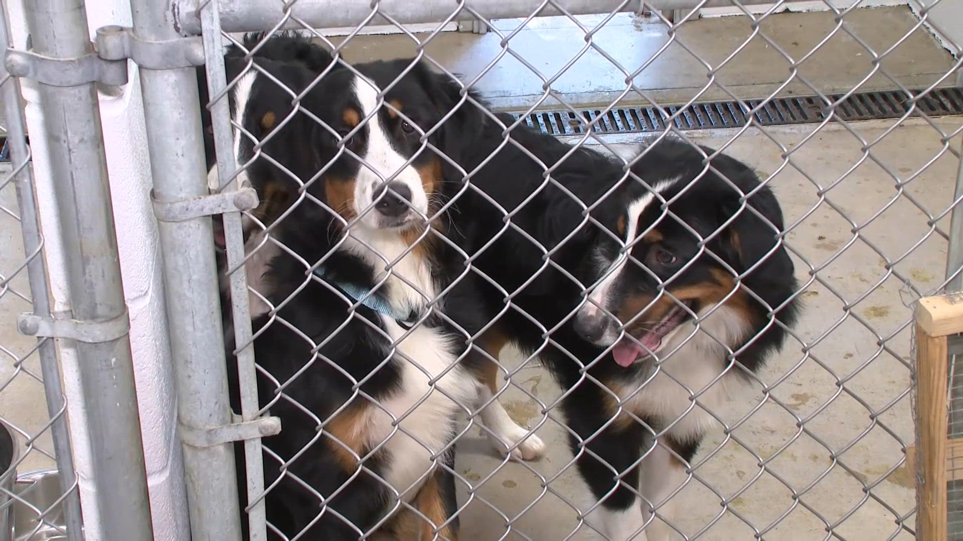 Ashland County Humane Society now caring for 85 dogs rescued from ...