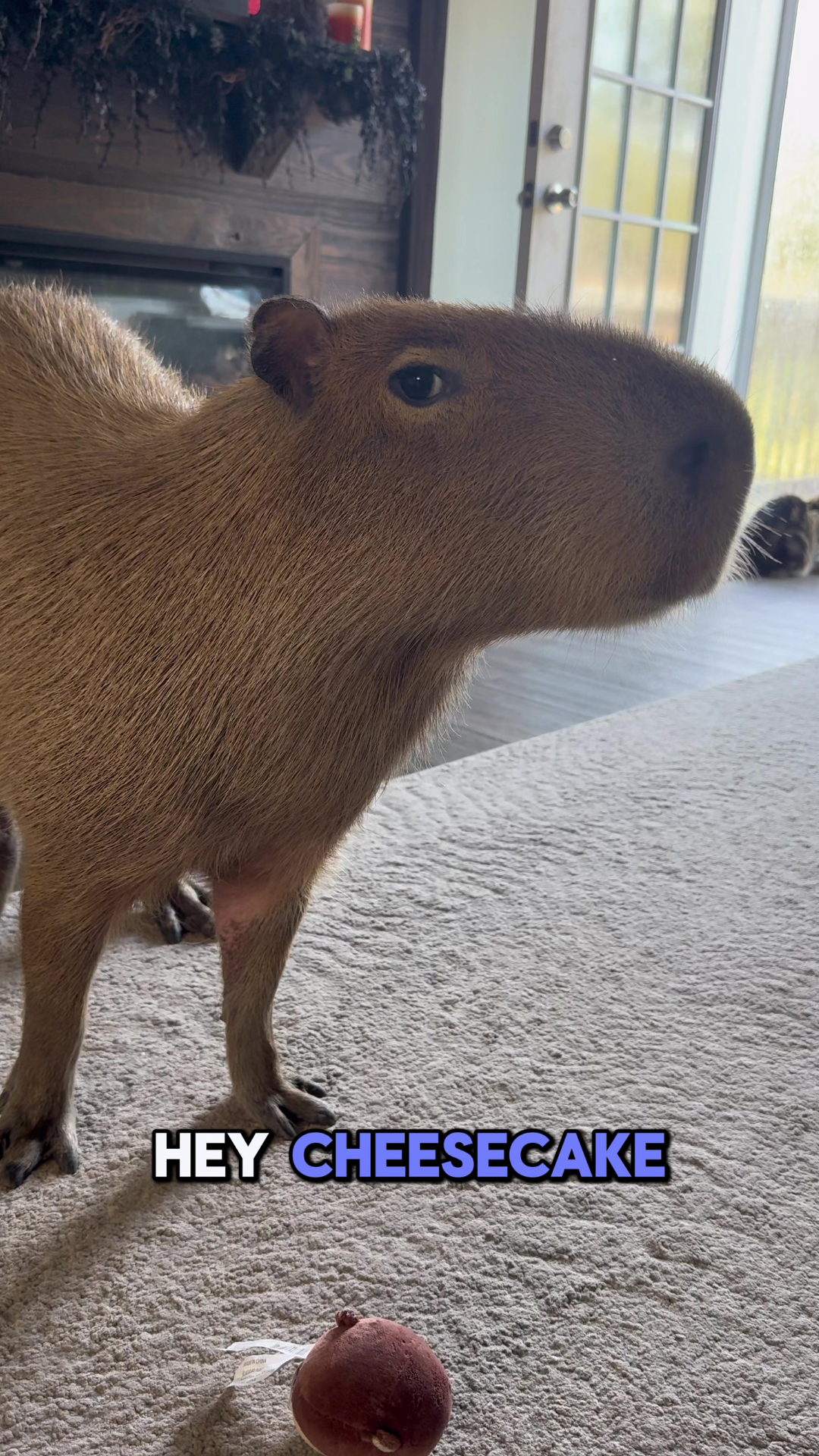 Funny capybara moments with the best animal puns