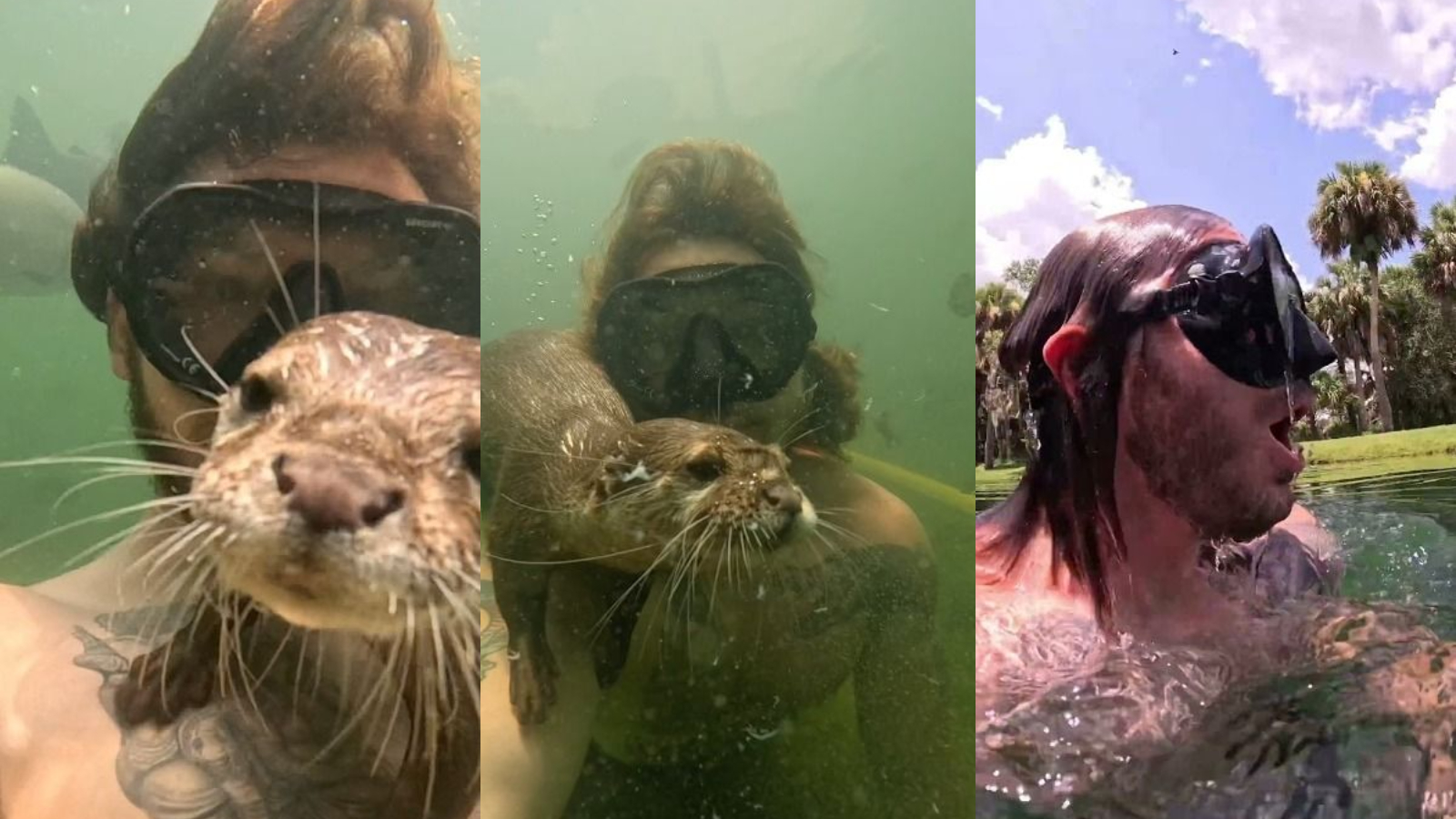 Otter enjoying swimmings Compilations