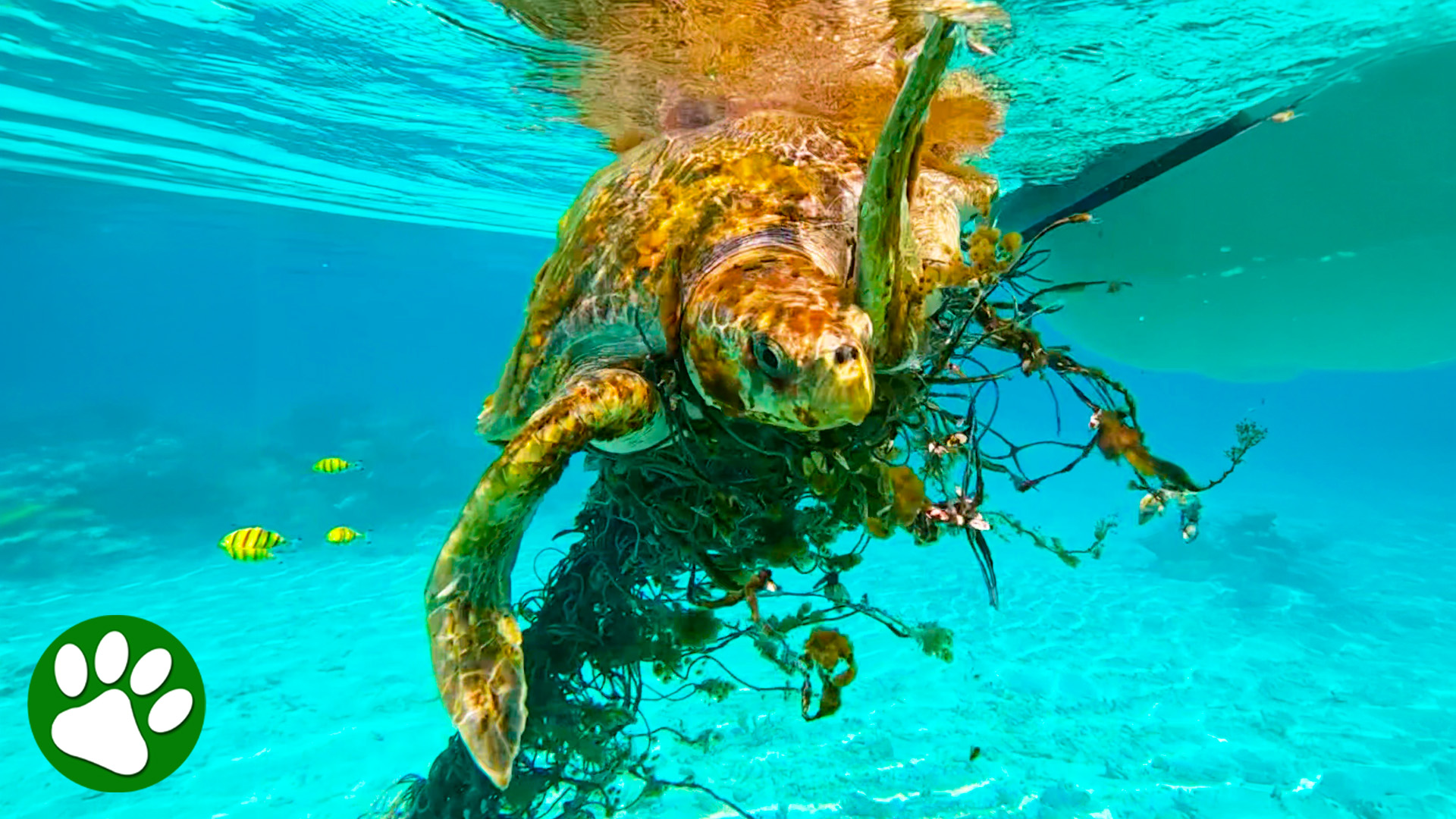 Sea Turtle Desperately Needs Help