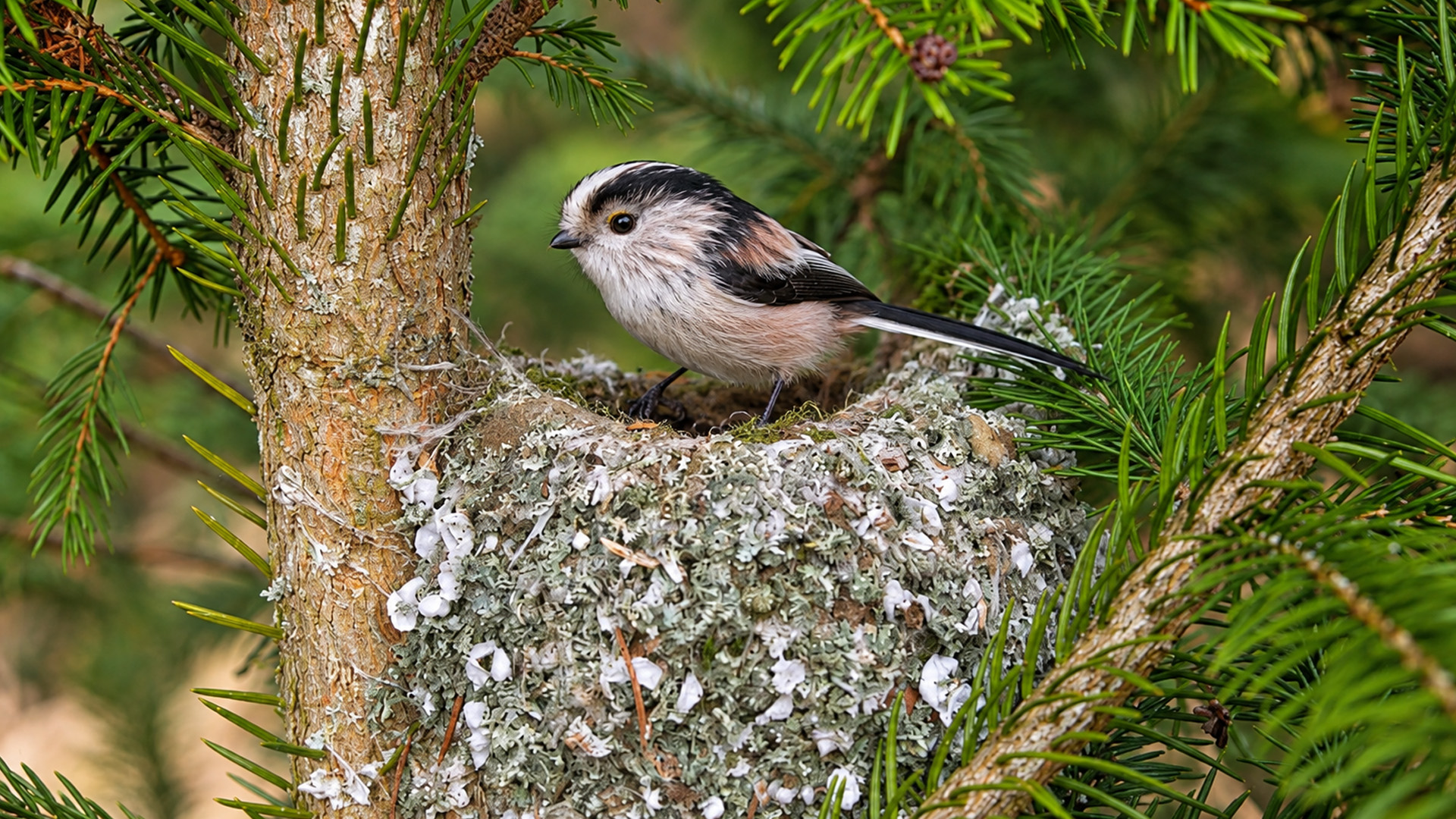 Hidden Camera Captures A Long Tailed Tit Resting Inside Its Nest 2445
