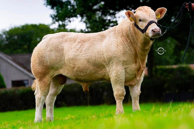 45th Blonde Anniversary Sale Achieves Record Breaking Results