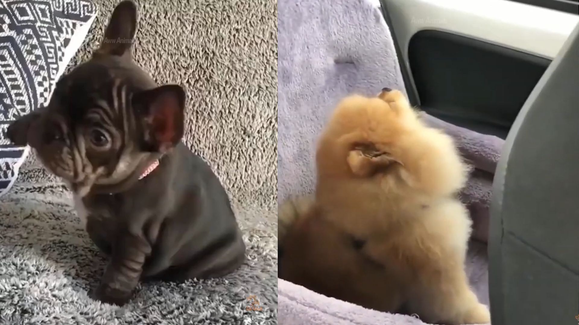 Small dogs bring big personality everywhere