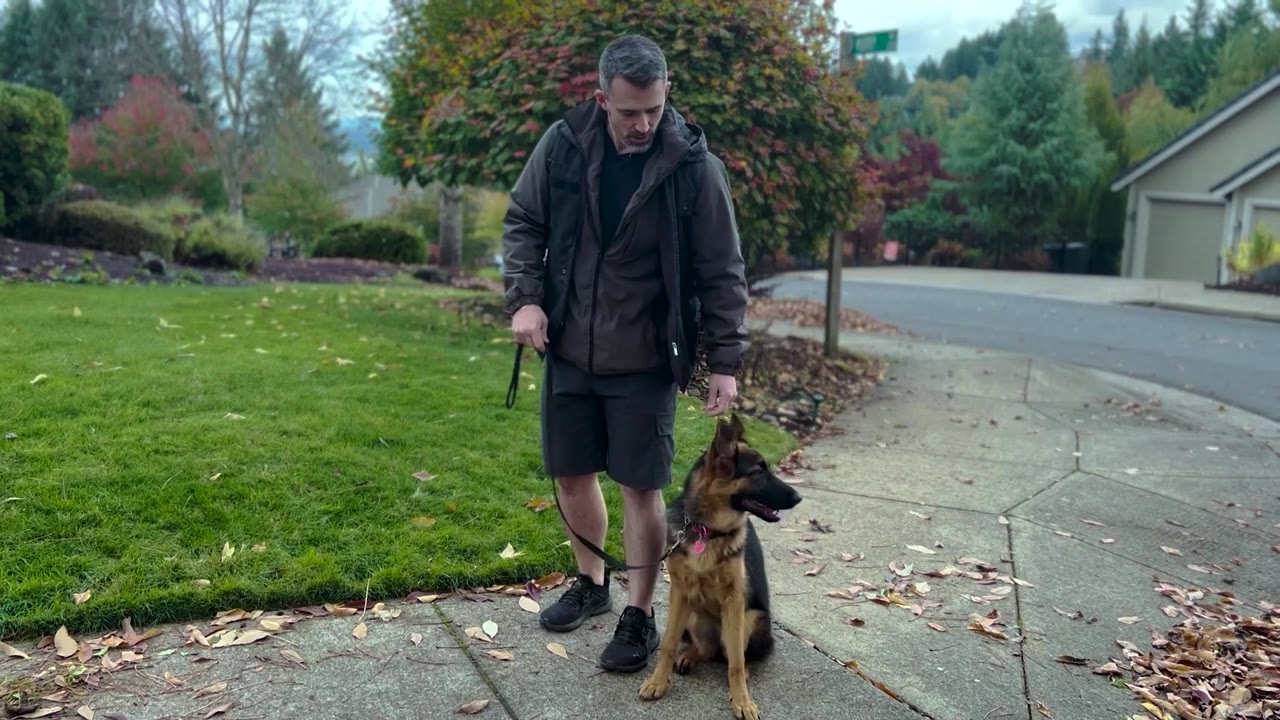 If your dog rushes ahead on walks, this method teaches better control